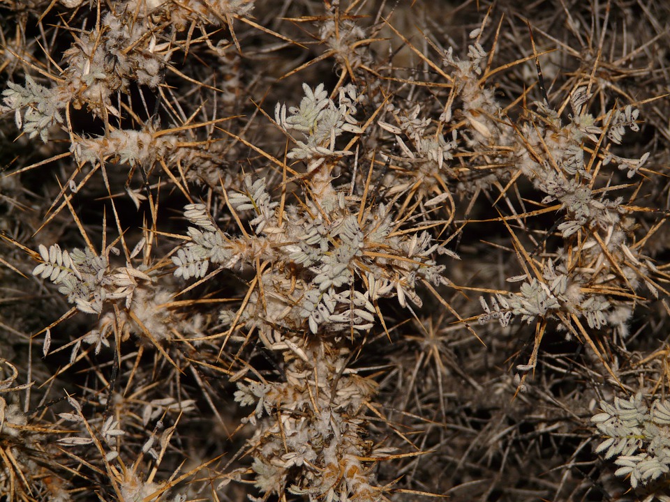 Comment faire pour défricher des ronces ? Nos conseils pratiques