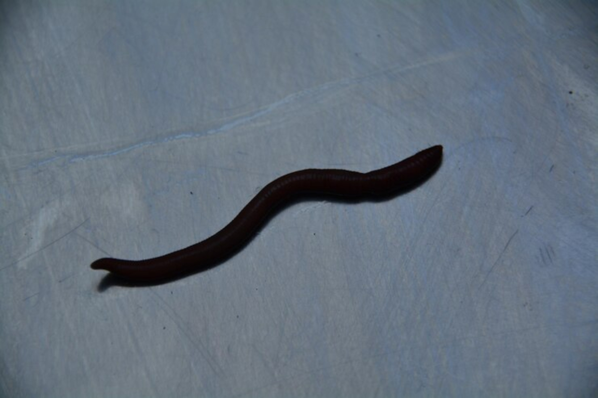 Vers noirs d'humidité : méthodes efficaces pour les éliminer