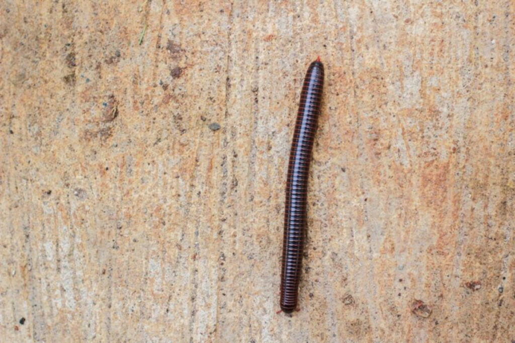 Vers noirs d'humidité : méthodes efficaces pour les éliminer